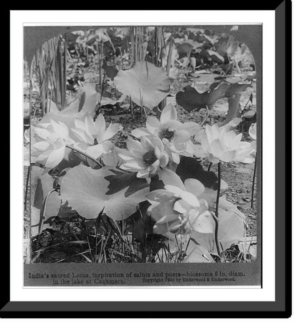 Historic Framed Print, India's sacred lotus, inspiration of saints and ...