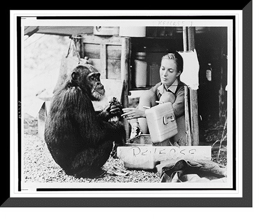 Historic Framed Print, [Jane Goodall, crouched down, reaching out to ...