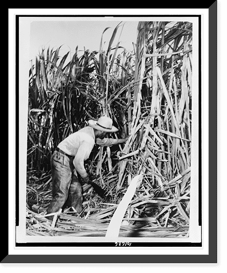 Historic Framed Print, Laborer cutting down sugar cane with a machete ...