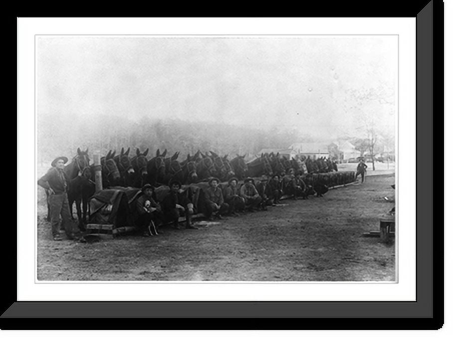 Historic Framed Print, [Large group of U.S. Army mules and their ...