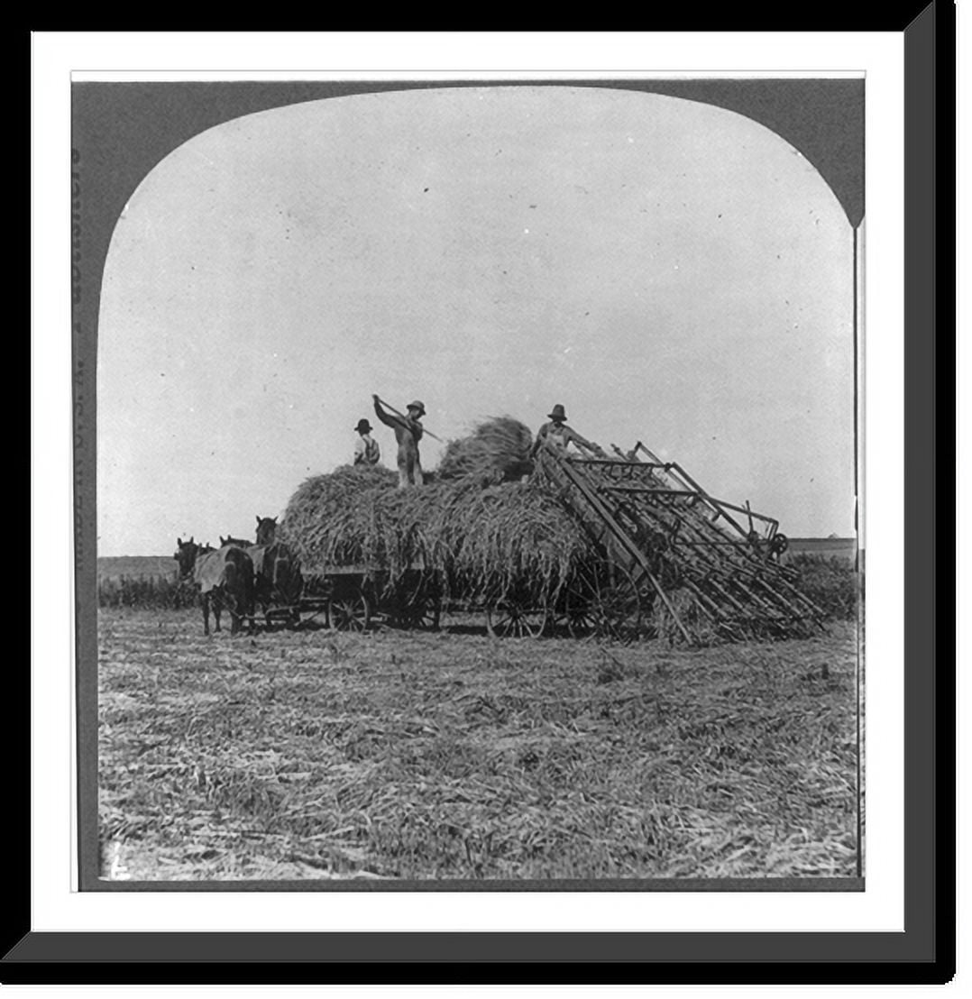 Historic Framed Print, [Loading millet with hay loader], 17-7/8" x 21-7 ...