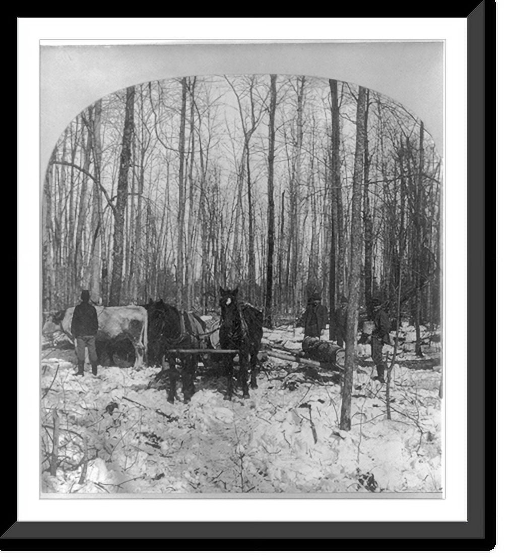 Historic Framed Print, Logging in the pine forest, Michigan, 17-7/8" x ...