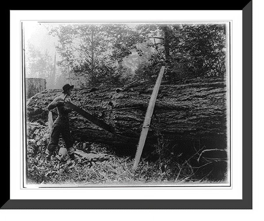 Historic Framed Print, [Lumberjack sawing through giant log. Cascade ...