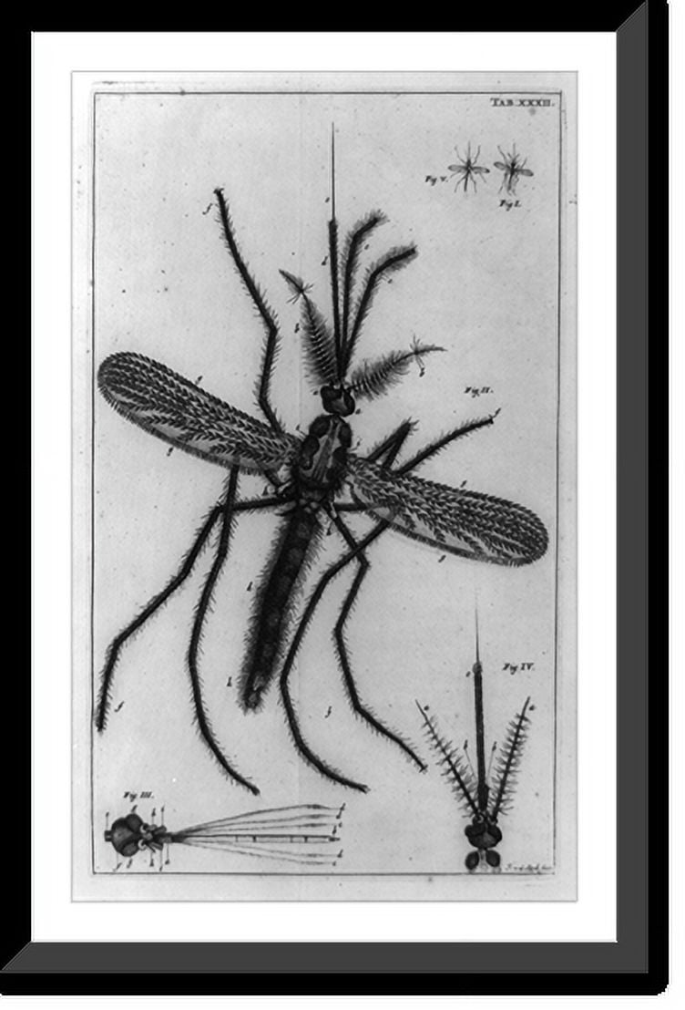 Historic Framed Print, [Male gnat, with details of two heads, and two ...