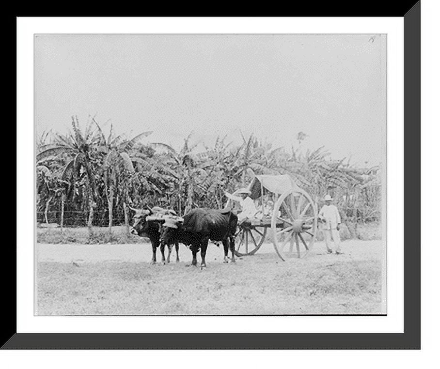 Historic Framed Print, [Man, woman and child in ox-drawn cart], 17-7/8 ...