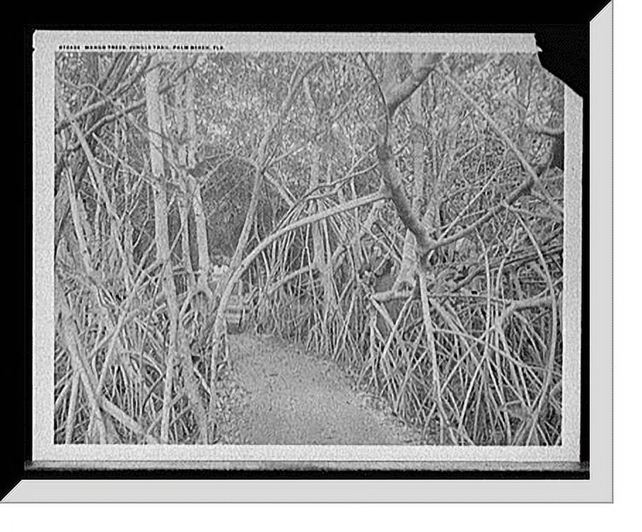 Historic Framed Print, Mango [sic] trees on the jungle trail, Palm ...