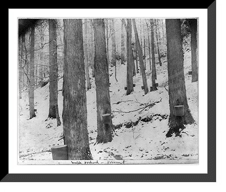 Historic Framed Print, Maple orchard [with trees being tapped], Vermont ...