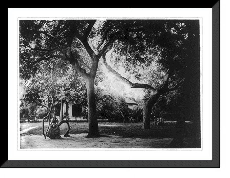 Historic Framed Print, [Mrs. Hill sitting on trunk of pipal tree ...