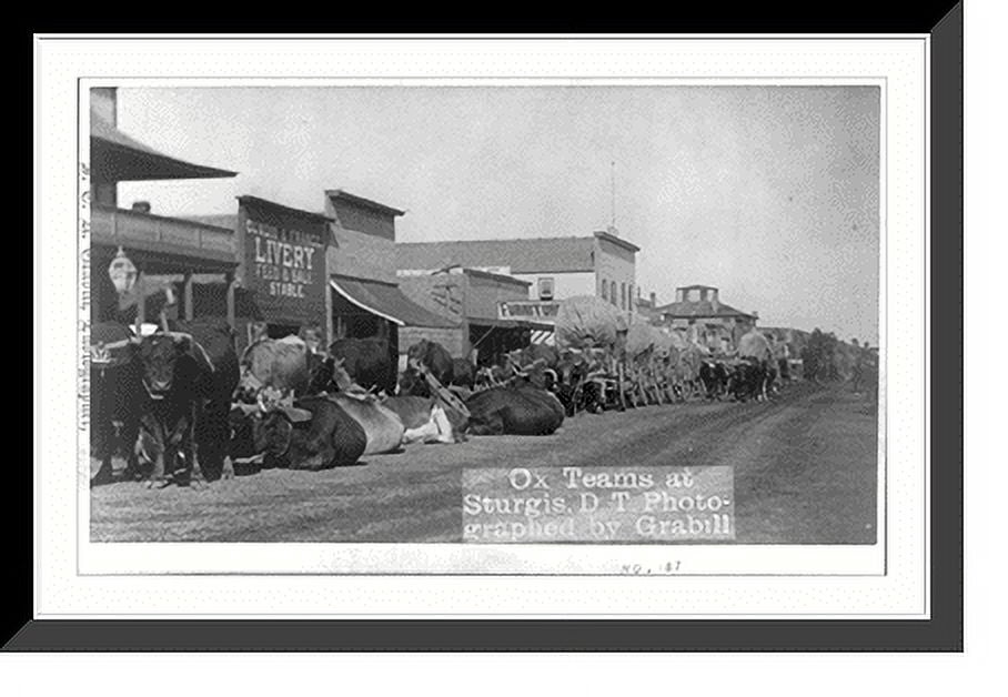 Historic Framed Print, Ox teams at Sturgis, D.T. [i.e. Dakota Territory ...