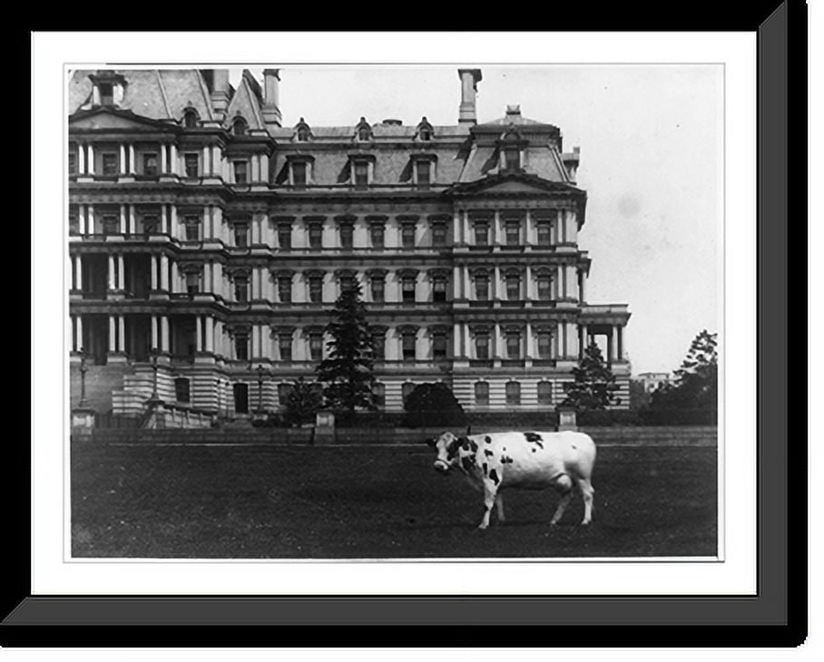 Historic Framed Print, [Pauline, pet cow of President Taft on lawn, in ...