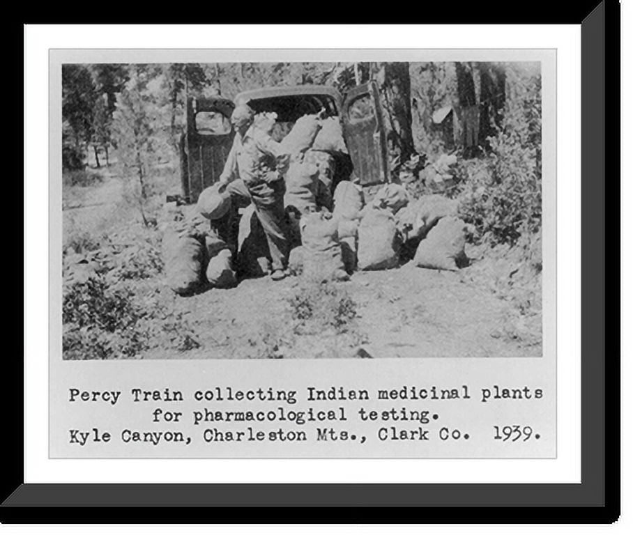 Historic Framed Print, Percy Train collecting Indian medicinal plants ...
