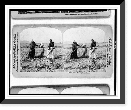 Historic Framed Print, Porto Rico, Hoeing sugar cane, 17-7/8" x 21-7/8 ...