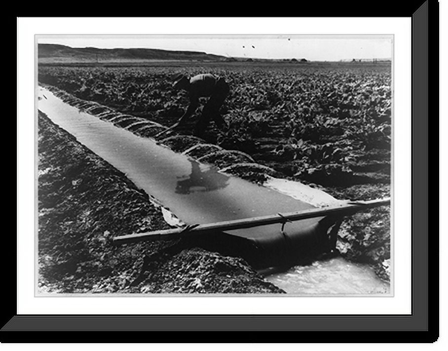 Historic Framed Print, Priming a siphon tube on an irrigated sugar beet ...