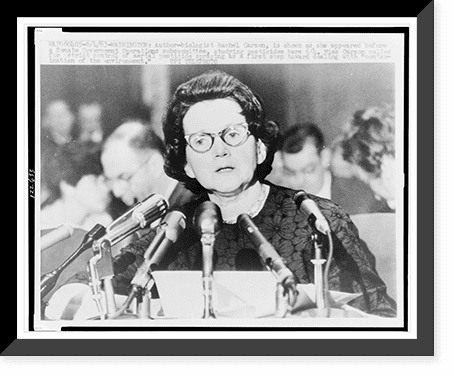 Historic Framed Print, [Rachel Carson, head-and-shoulders portrait ...