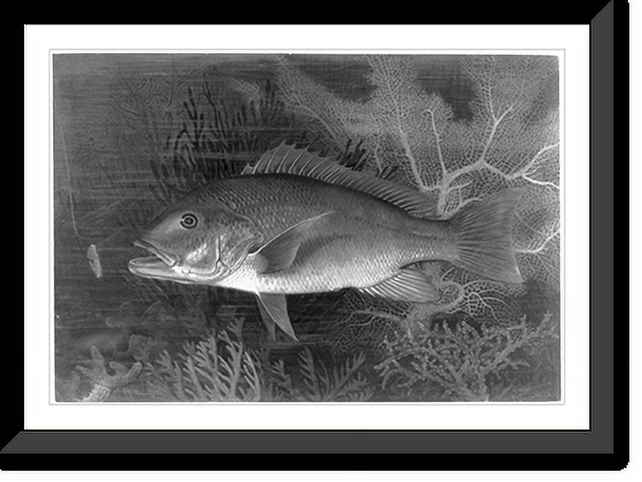 Historic Framed Print, [Red Snapper], 17-7/8" x 21-7/8" - Walmart.com