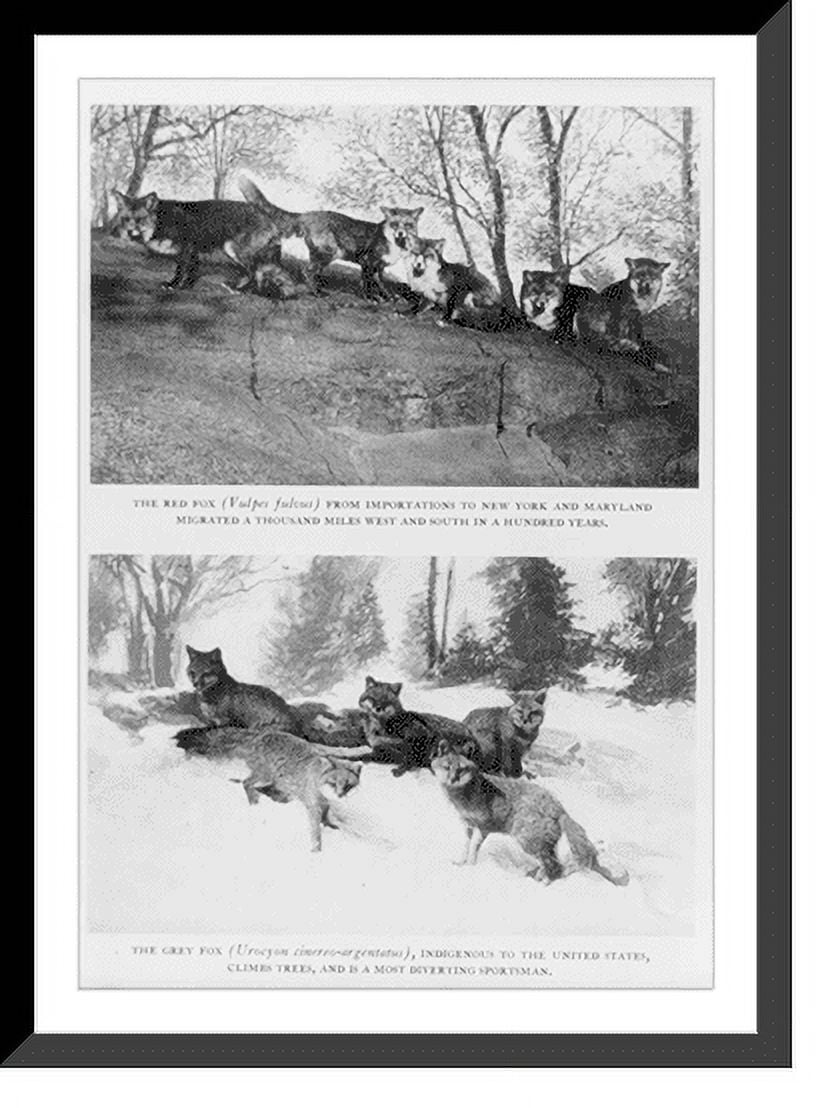 Historic Framed Print, [Red foxes and grey foxes], 17-7/8" x 21-7/8 ...