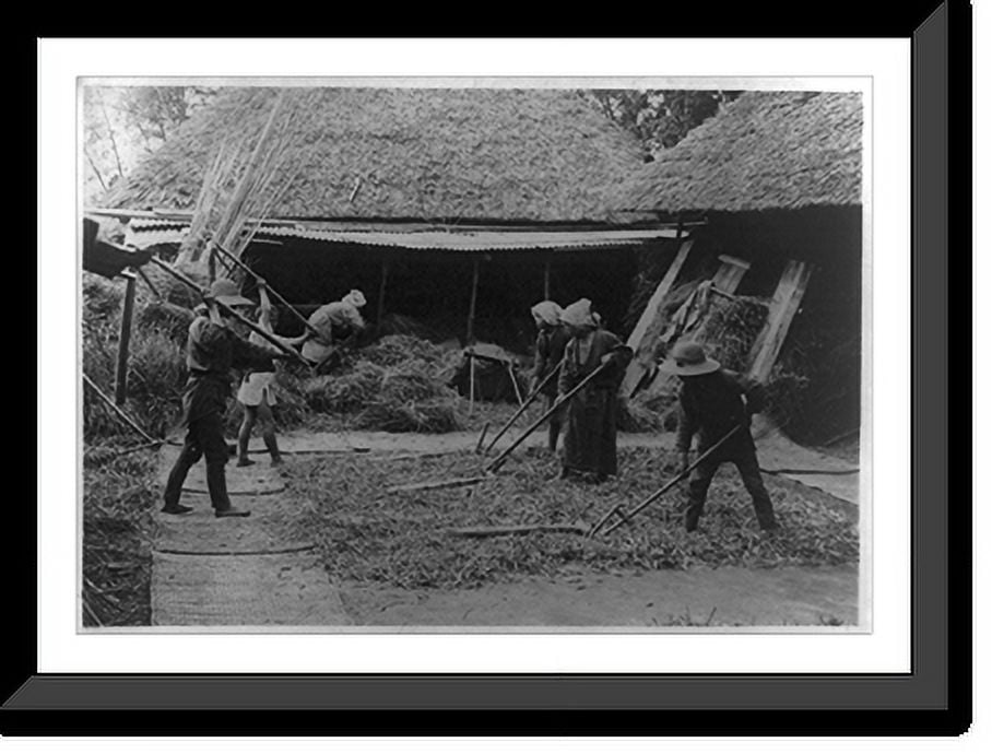 Historic Framed Print, Rice culture in Japan: Farmers stripping off the ...