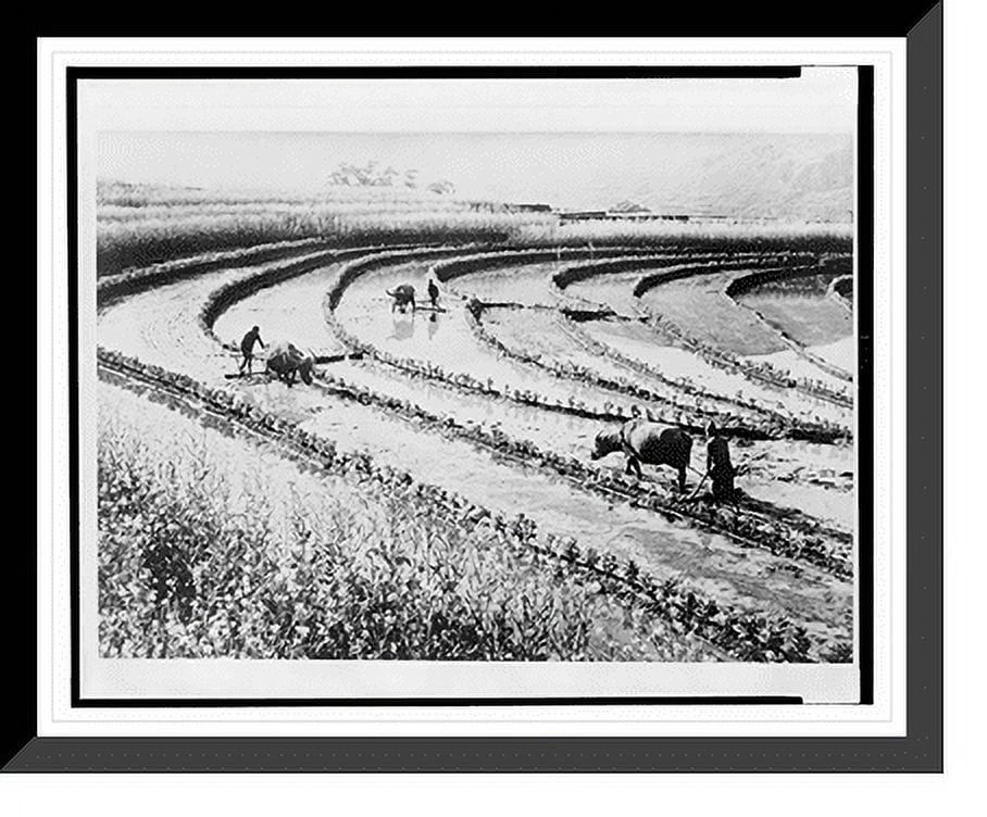 Historic Framed Print, [Rice farmers in the Szechuan Province harrowing ...