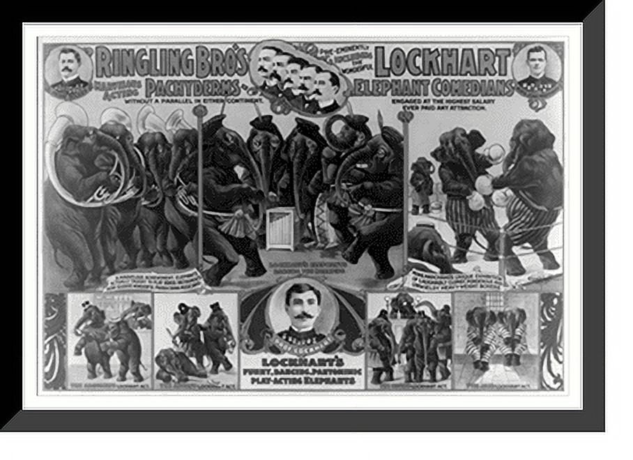 Historic Framed Print, Ringling Bro's marvelous acting Pachyderms ...