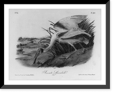 Historic Framed Print, Roseate Spoonbill, 17-7/8" x 21-7/8" - Walmart.com