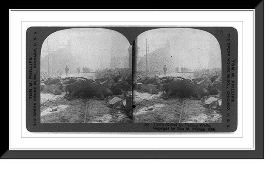 Historic Framed Print, San Francisco earthquake, 1906: Cattle killed by ...