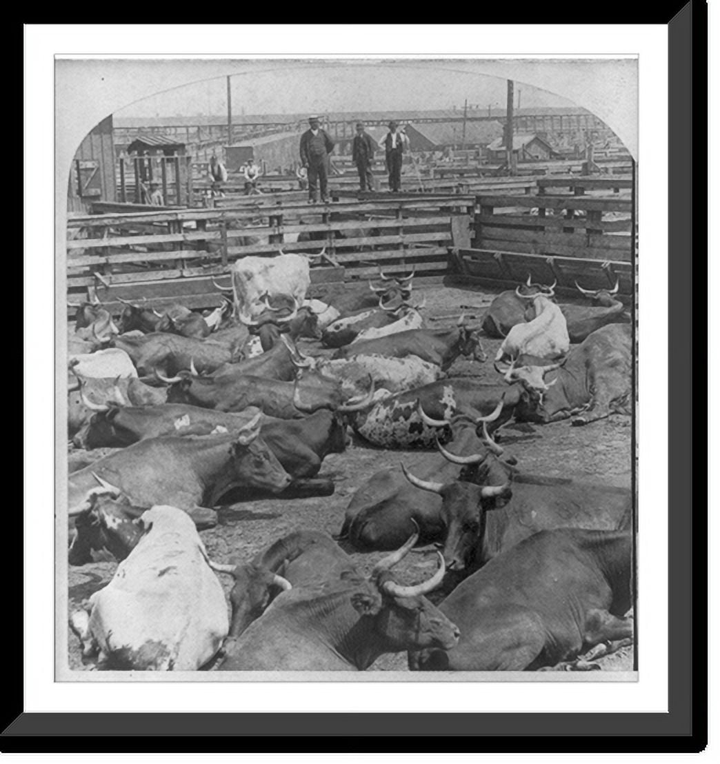 Historic Framed Print, Scene in the Great Union Stockyards, Chicago, 17 ...