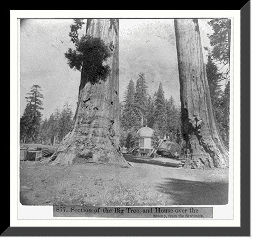 Historic Framed Print, Section of the Big tree, and House over the ...