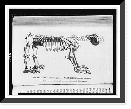 Historic Framed Print, The Skeleton of a large species of quadruped ...