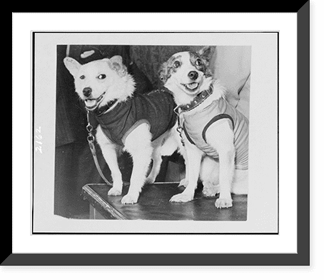 Historic Framed Print, Space dogs Belka and Strelka which safely ...