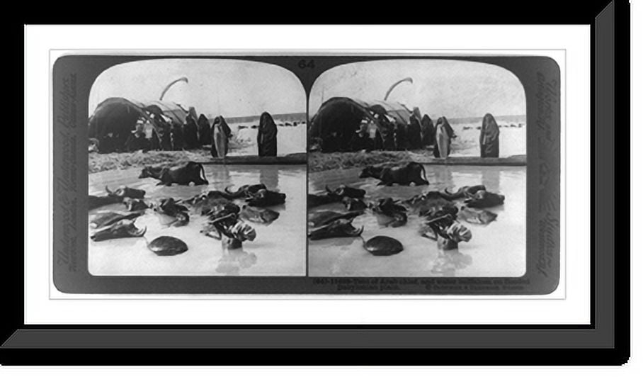 Historic Framed Print, Tent of Arab chief, and water buffaloes, on ...