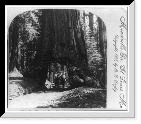 Historic Framed Print, The Wawona tree Maraposo [i.e. Mariposa] Grove ...