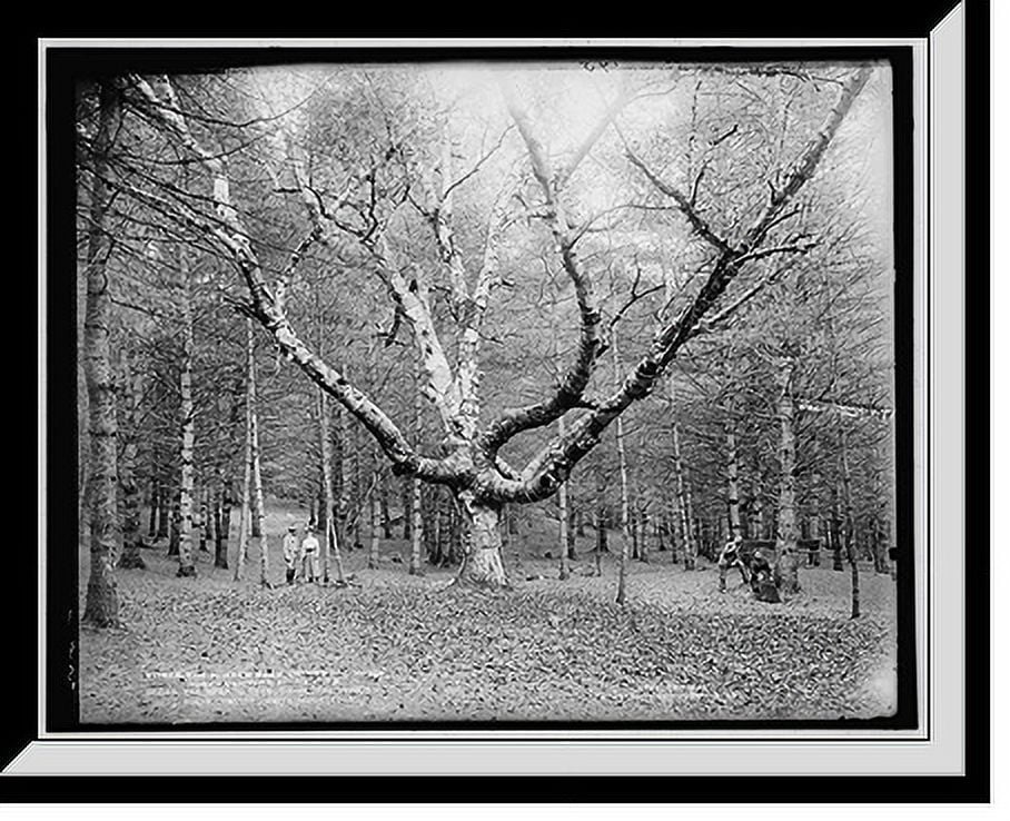 Historic Framed Print, The Wizard tree, cathedral woods, North Conway ...
