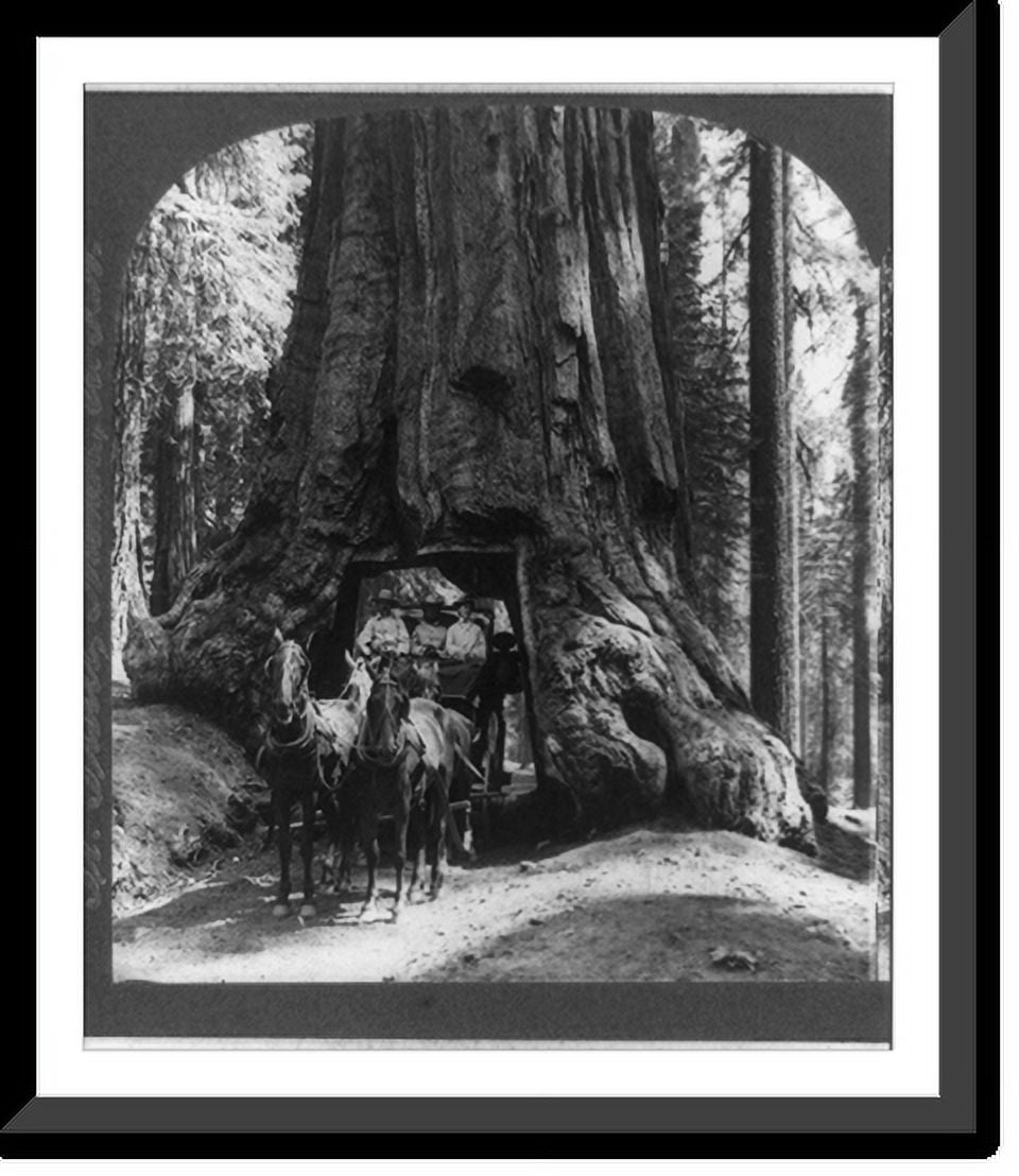 Historic Framed Print, The famous Wawona tunnel tree and stage coach ...