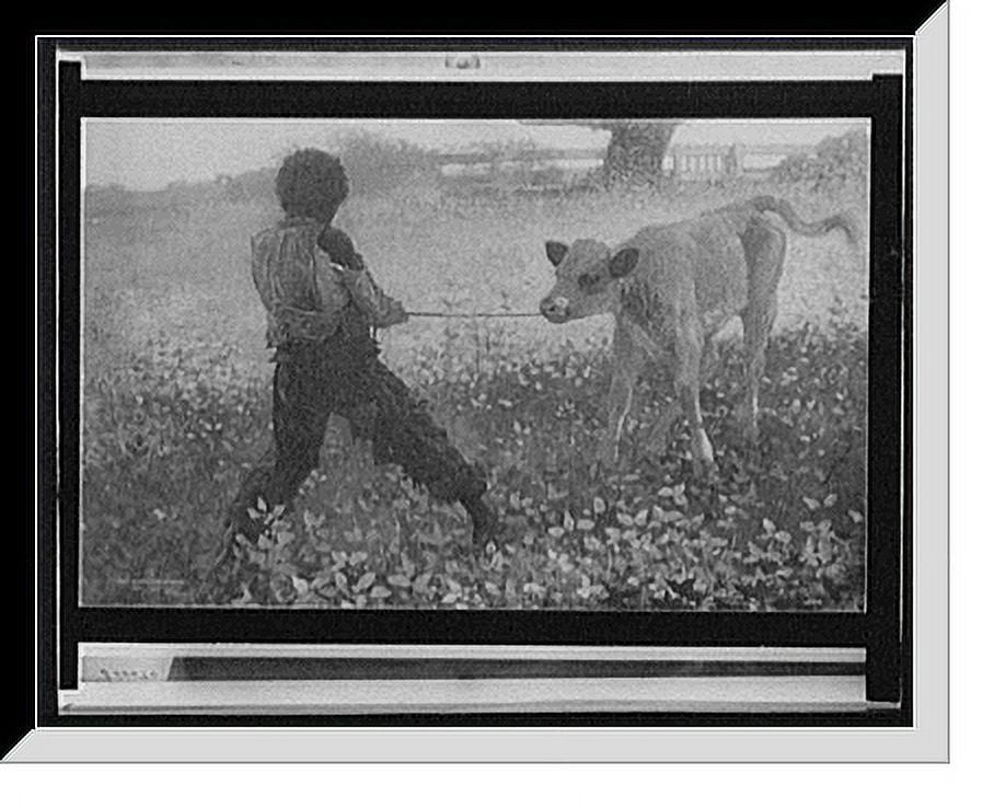 Historic Framed Print, [The unruly calf], 17-7/8" x 21-7/8" - Walmart.com