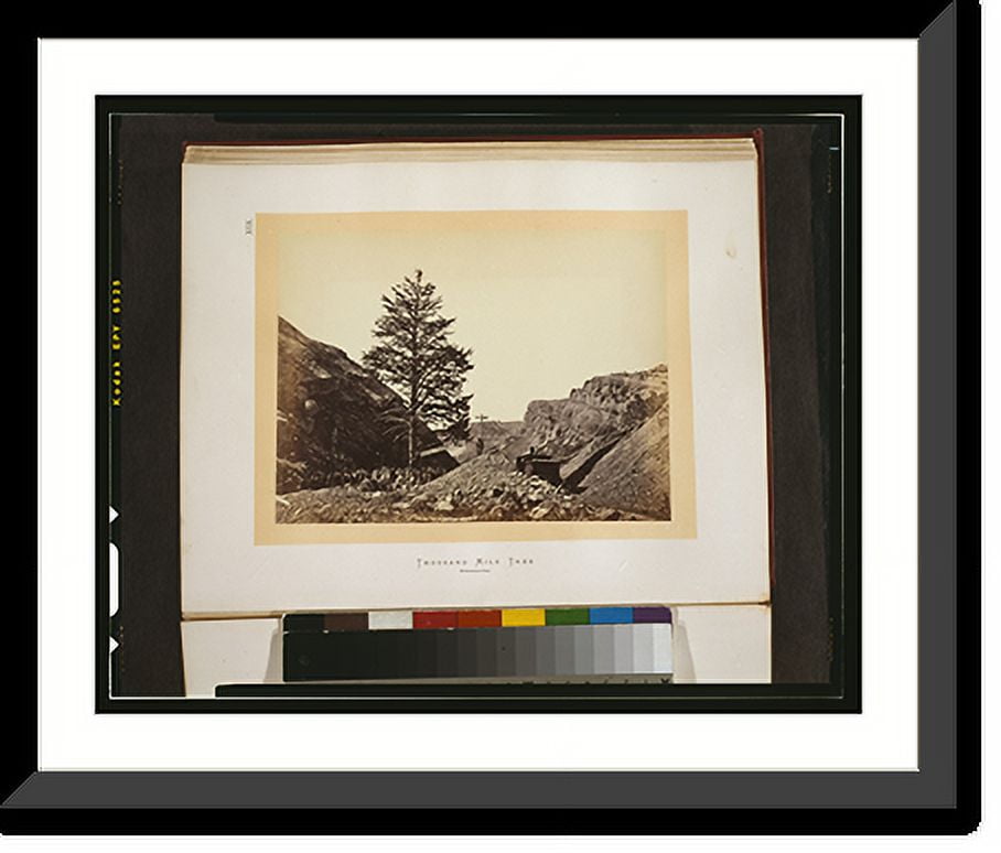 Historic Framed Print, Thousand Mile Tree - Wilhelmina's Pass, 17-7/8 ...