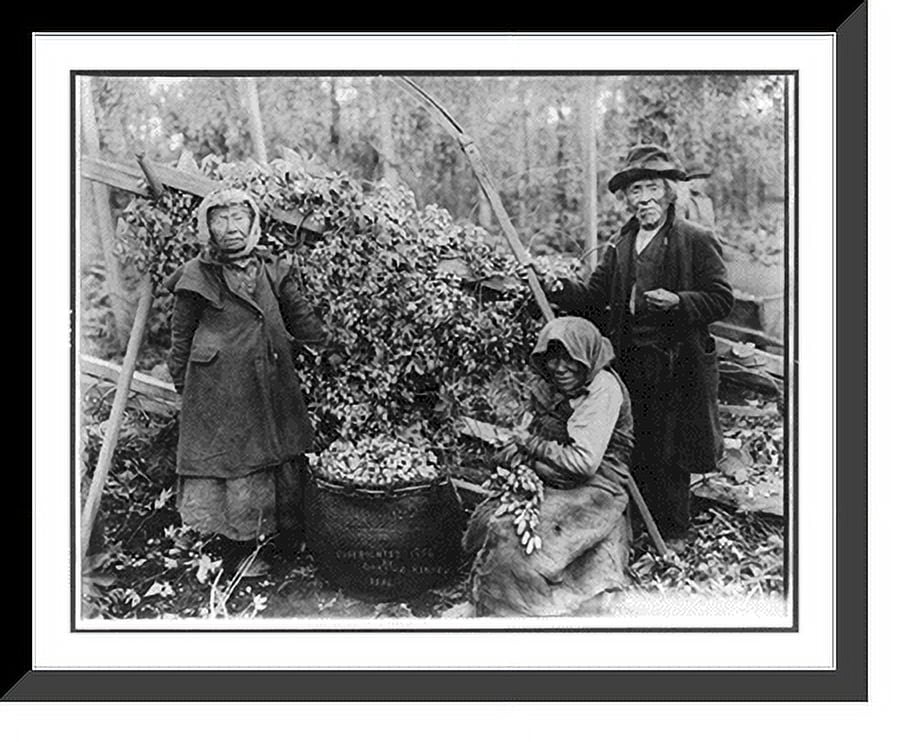 Historic Framed Print, [Three Siwash Indian hop pickers posed with hops ...