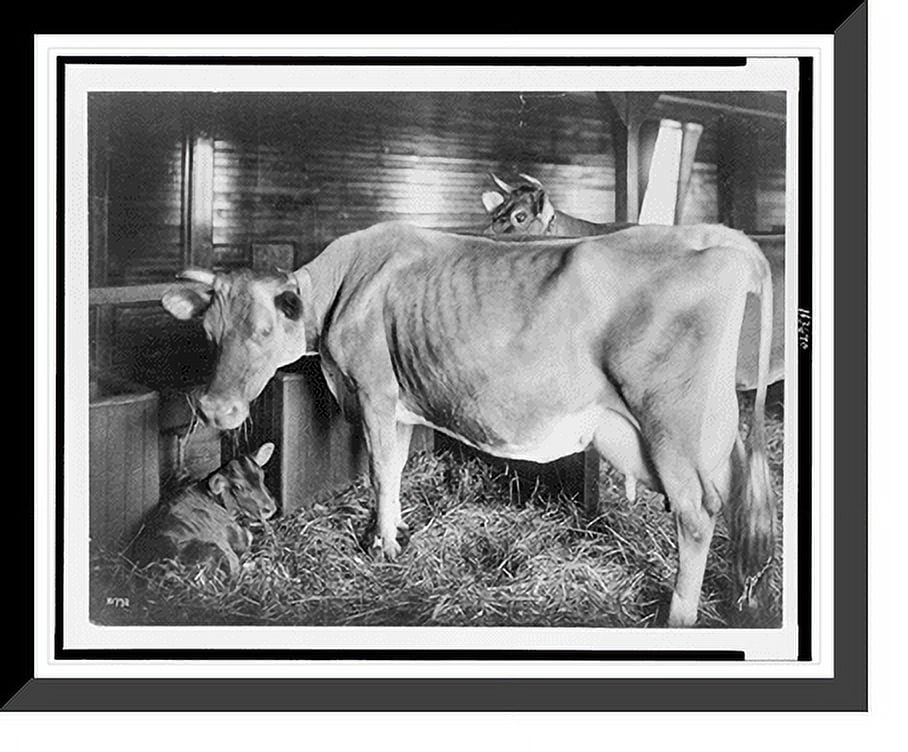 Historic Framed Print, [Two cows and calf in barn].T.E. Marr., 17-7/8 ...
