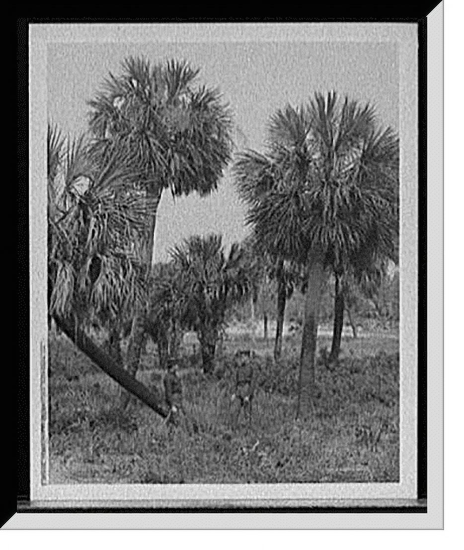 Historic Framed Print, Tybee Island, palmettoes, Savannah, Ga., 17-7/8 ...