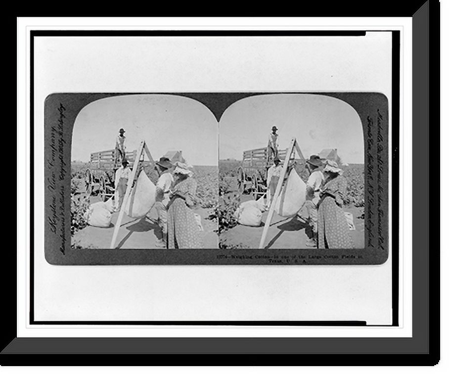Historic Framed Print, Weighing cotton. in one of the large cotton ...