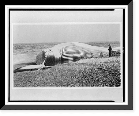 Historic Framed Print, [Whale carcass which drifted ashore near Kitty ...