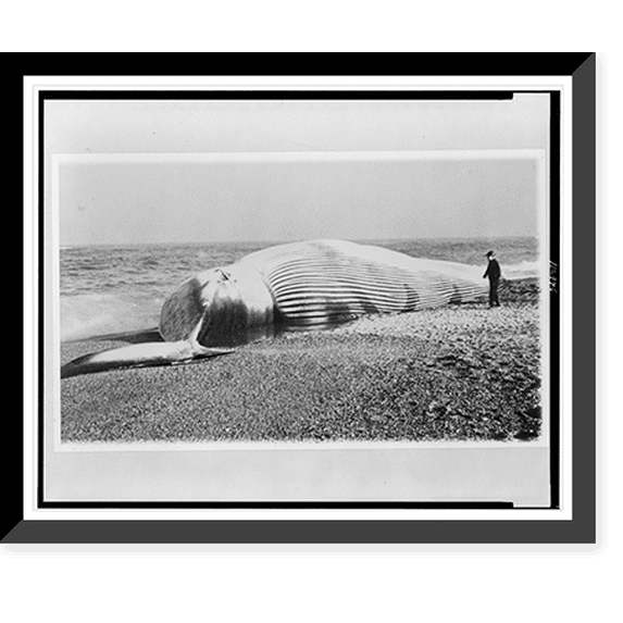 Historic Framed Print, [Whale carcass which drifted ashore near Kitty ...