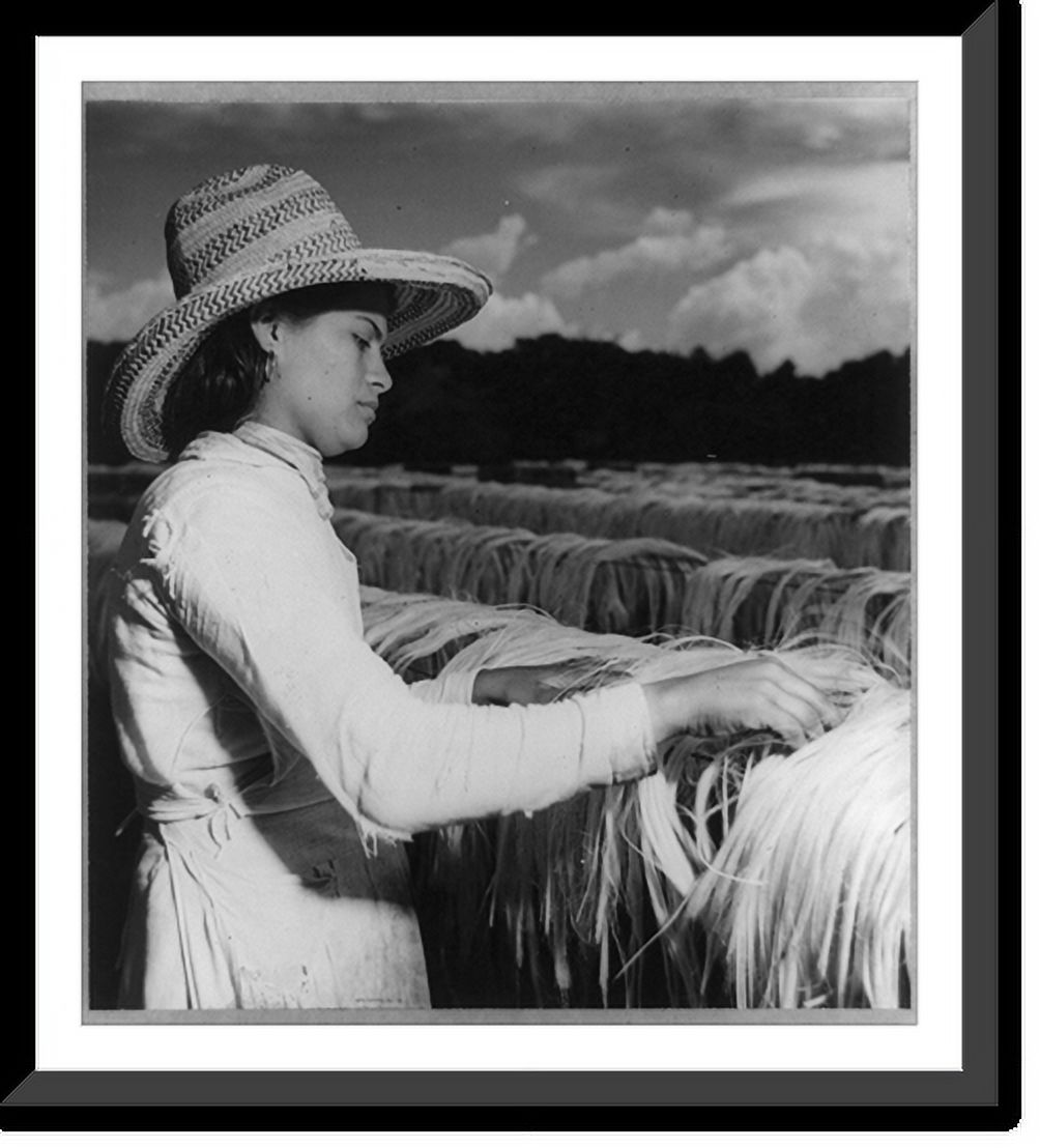 Historic Framed Print, [Woman putting henequen out to dry on rails, El ...