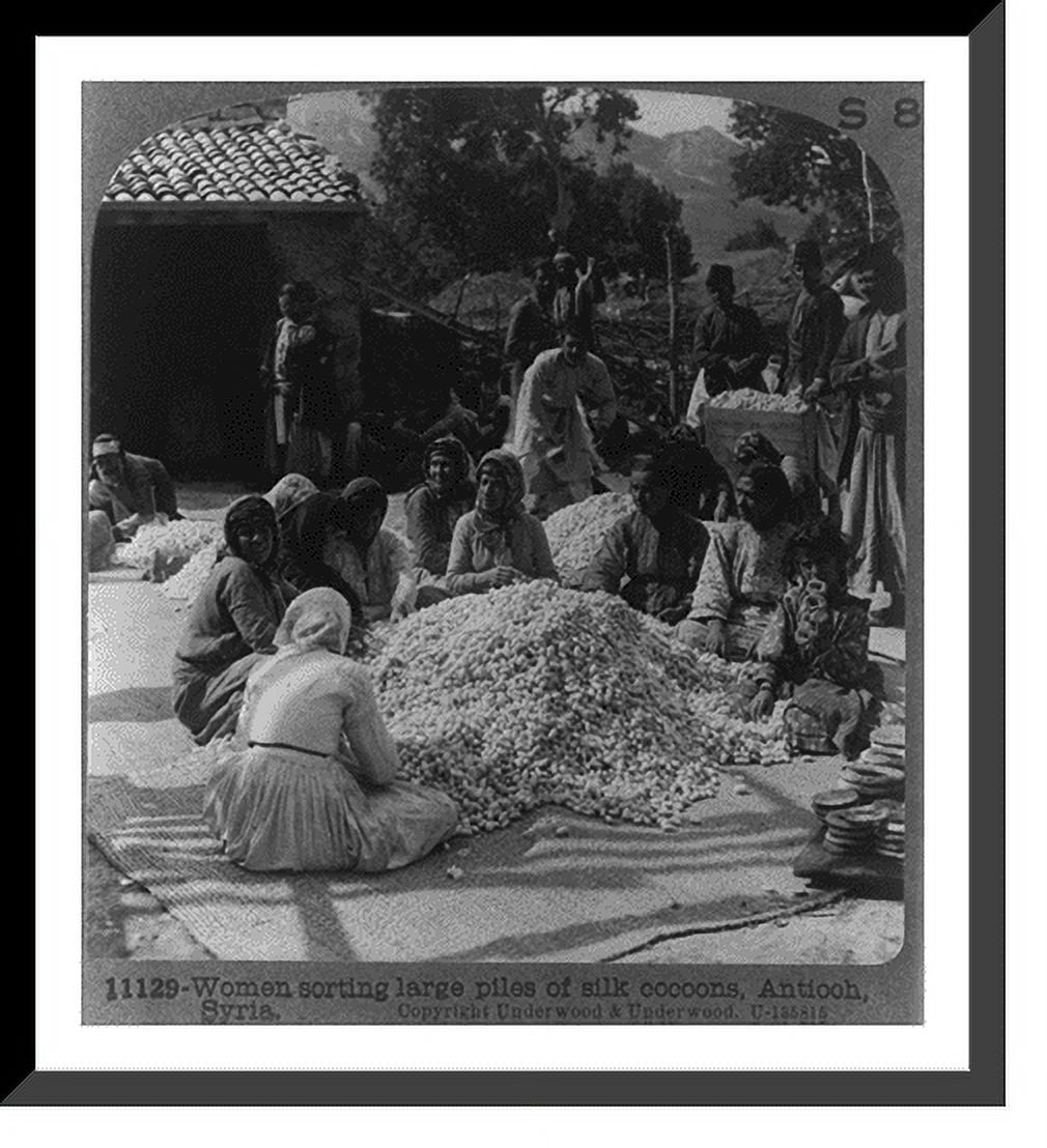 Historic Framed Print, Women sorting large piles of silk cocoons ...