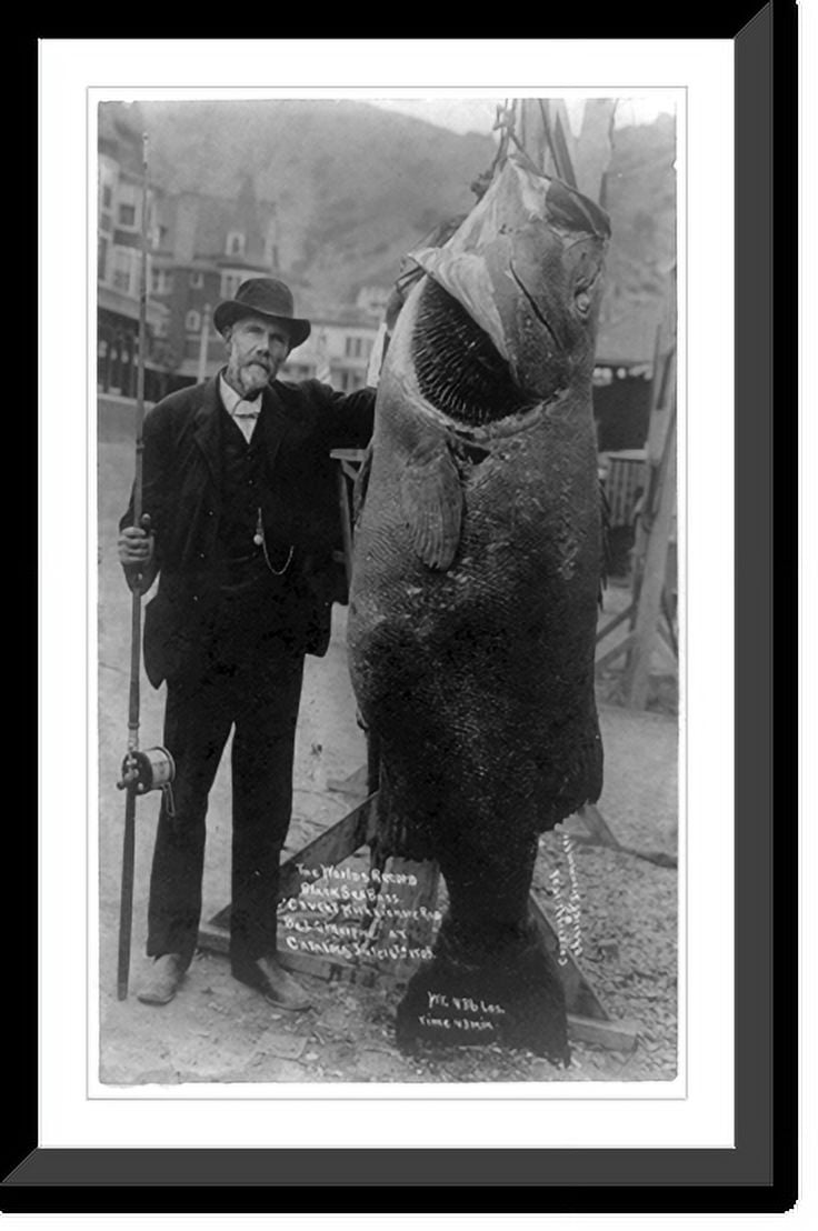 Historic Framed Print, The world's record black sea bass caught with ...