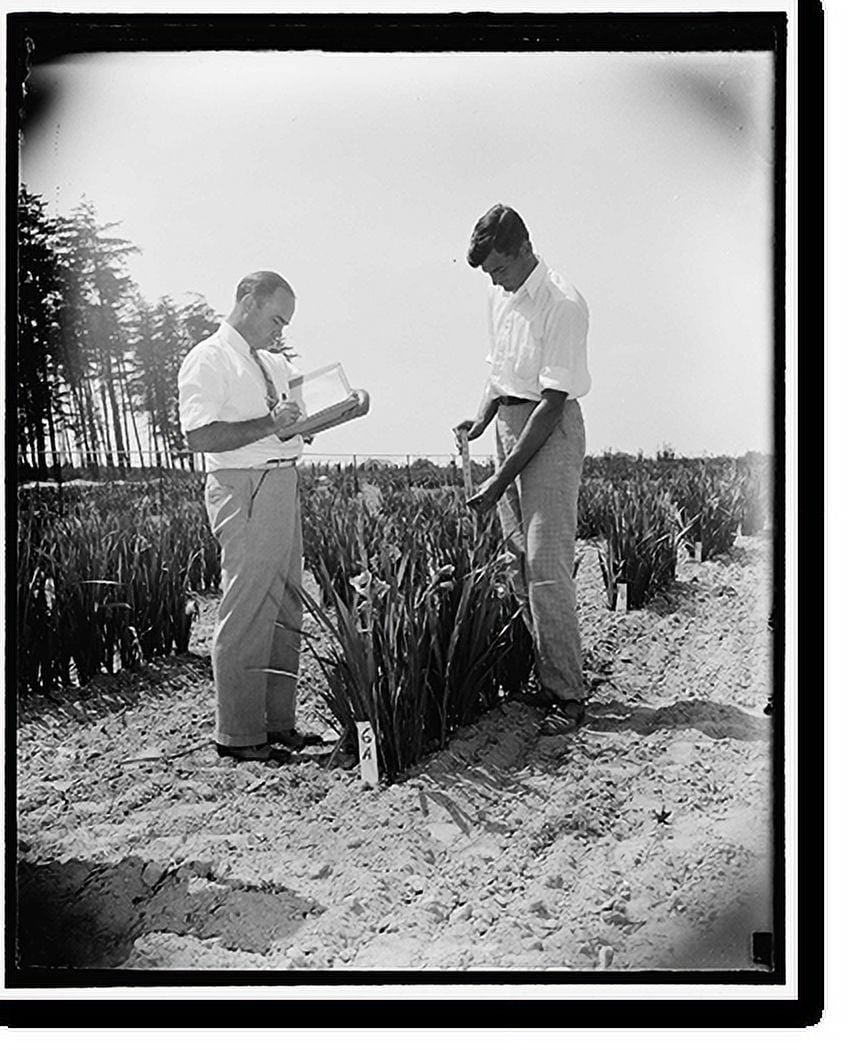 Historic Print, Agriculture finds new ways to keep flowers free from ...