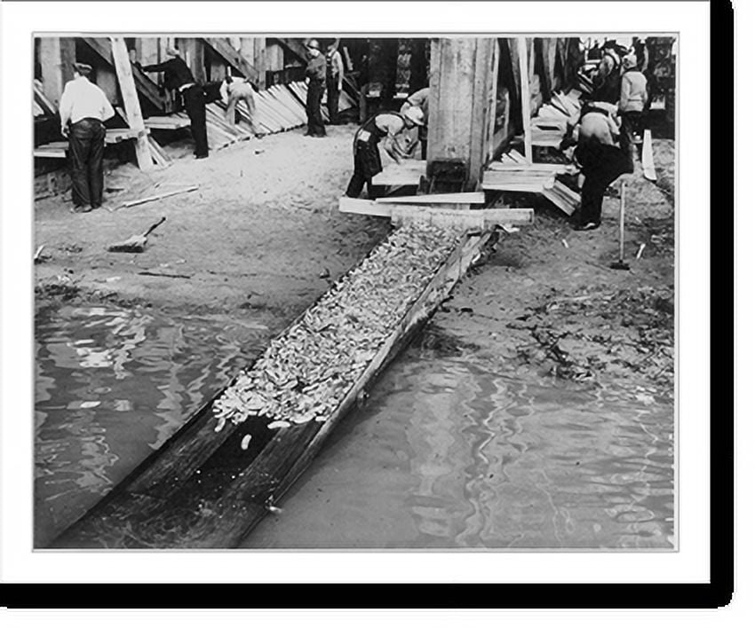 Historic Print, All slicked up - split bananas on skids under the ...