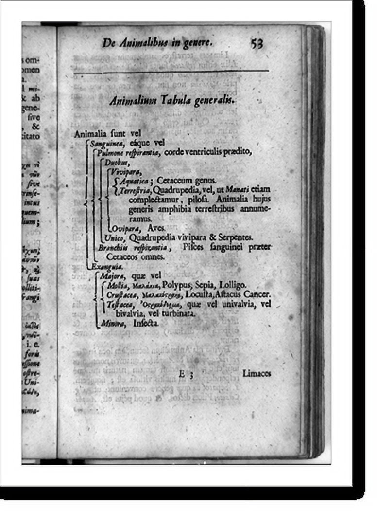 Historic Print, Animalium tabula generalis, 18" x 24" - Walmart.com