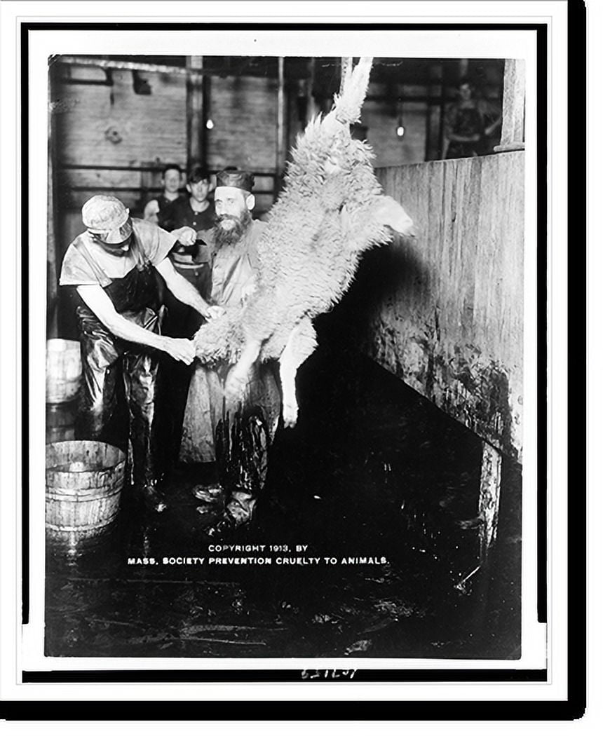 Historic Print, As a lamb to the slaughter.Photo by George Brayton ...