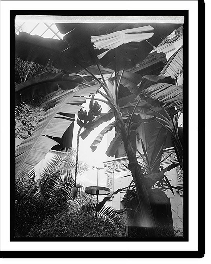 Historic Print, Banana tree, Pan Am. Union, [Washington, D.C.], 16" x ...