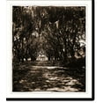 Historic Print, Beaufort Port Royal Island South Carolina. Live oak ...